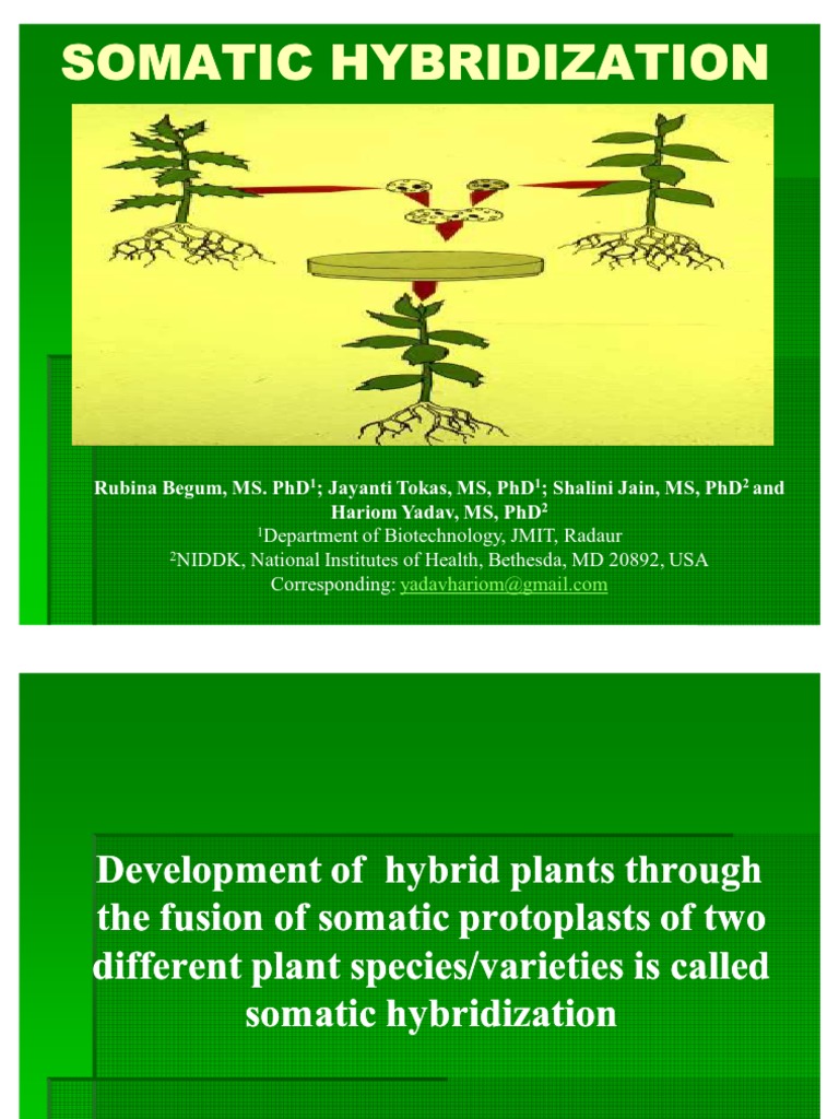 Somatic Hybridization | PDF