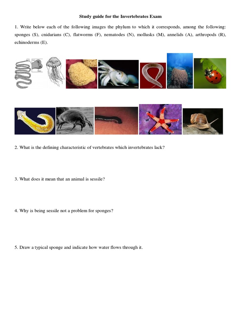 Invertebrates Exam Study Guide | PDF | Invertebrate | Mollusca