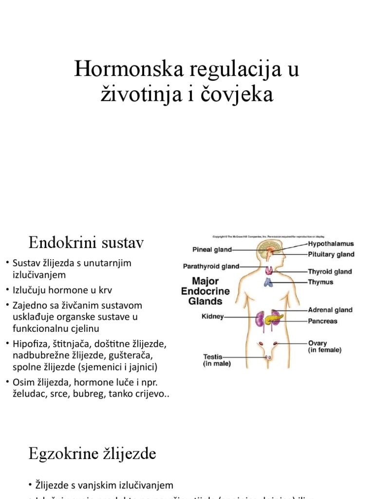 Hormonska Regulacija U Životinja I Čovjeka | PDF