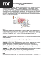 Anatomía y Funciones del Escroto | PDF | Testículo | Artería
