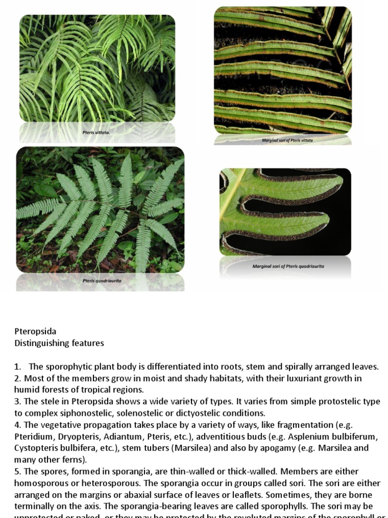Pteris | PDF | Leaf | Embryo