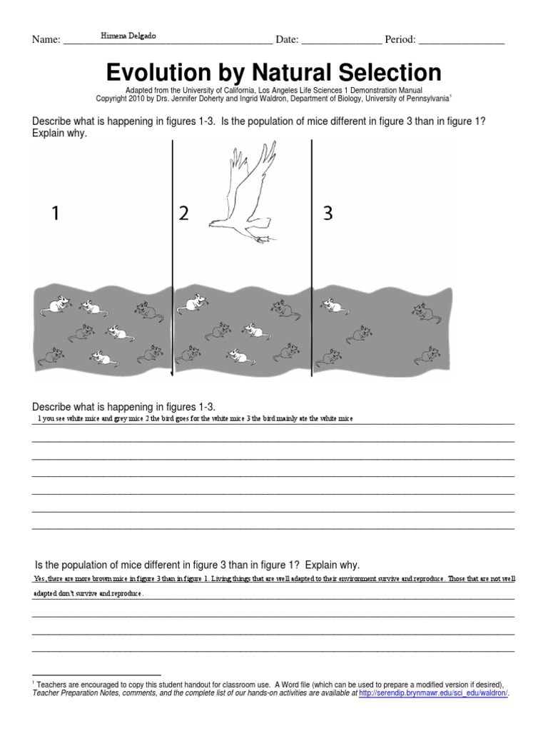 Evolution by Natural Selection Worksheet | PDF | Evolution | Natural ...