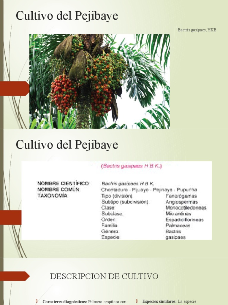 Cultivo Del Pejibaye | PDF | Arecaceae | Plantas