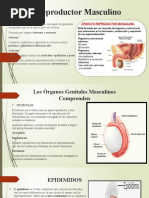 Maniobra de Ritgen | PDF | Parto | Reproducción