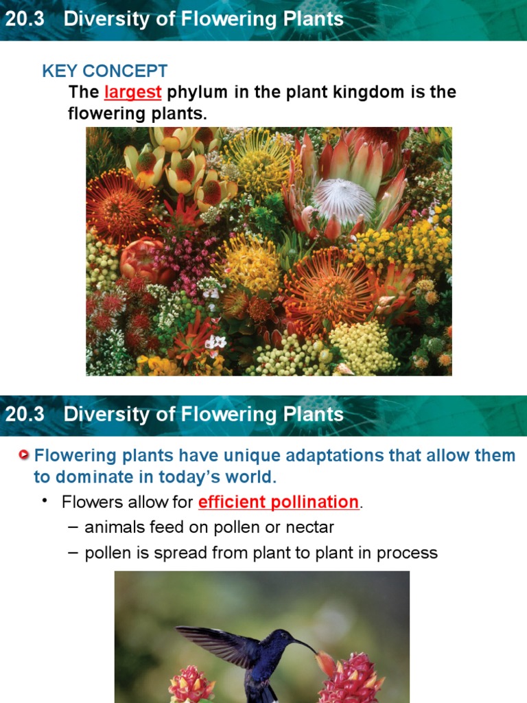 Diversity of Flowering Plants Explained | PDF