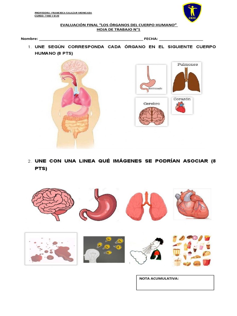 Hojas De Trabajo Sobre Los órganos Del Cuerpo Y Sus Funciones Partes