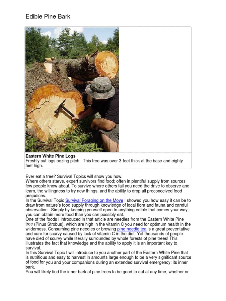 Edible Pine Bark | PDF | Pine | Bark