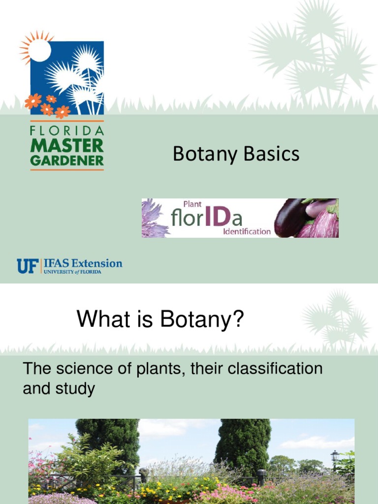 Botany | PDF | Leaf | Plant Stem
