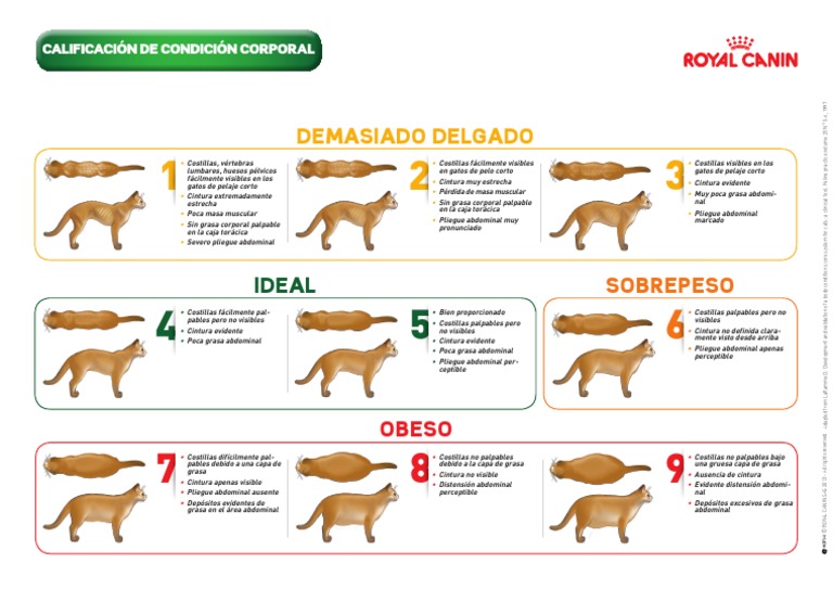 03 Body Condition Score Cat 131105-2 | PDF | Tejido adiposo | Abdomen