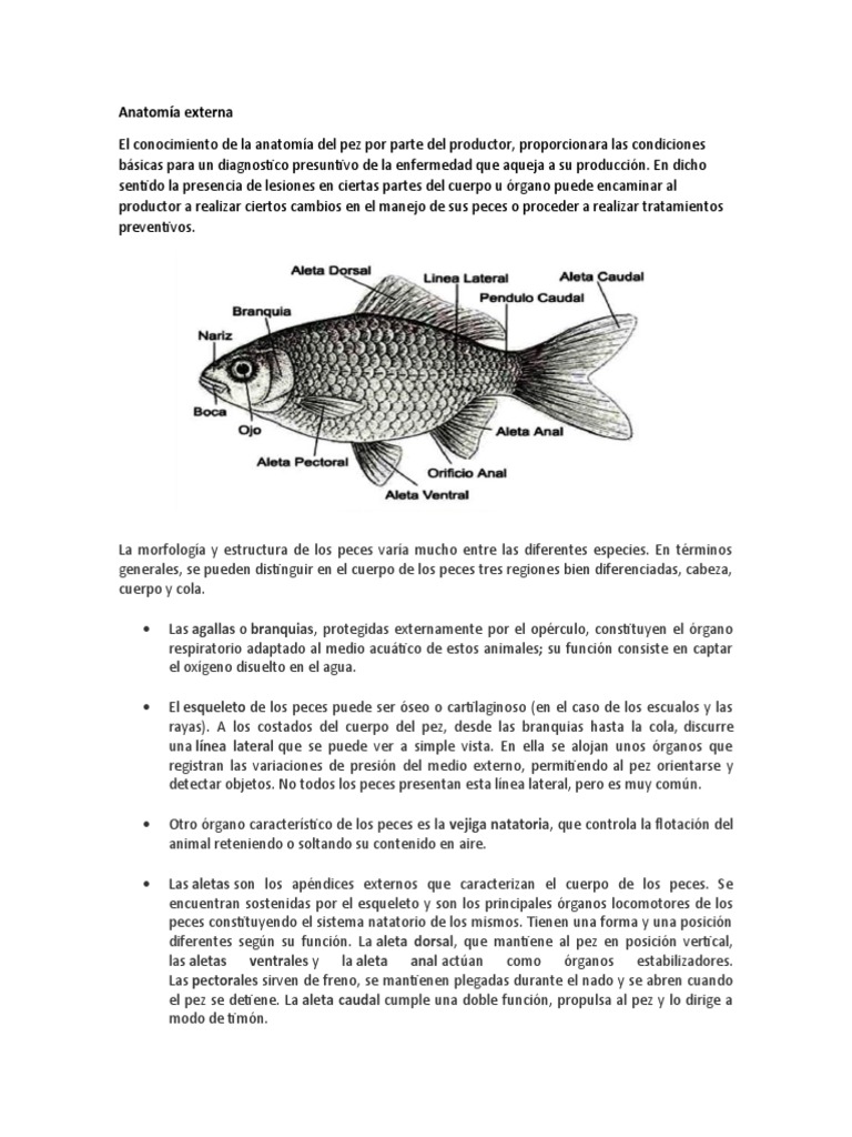 Anatomía Externa | PDF