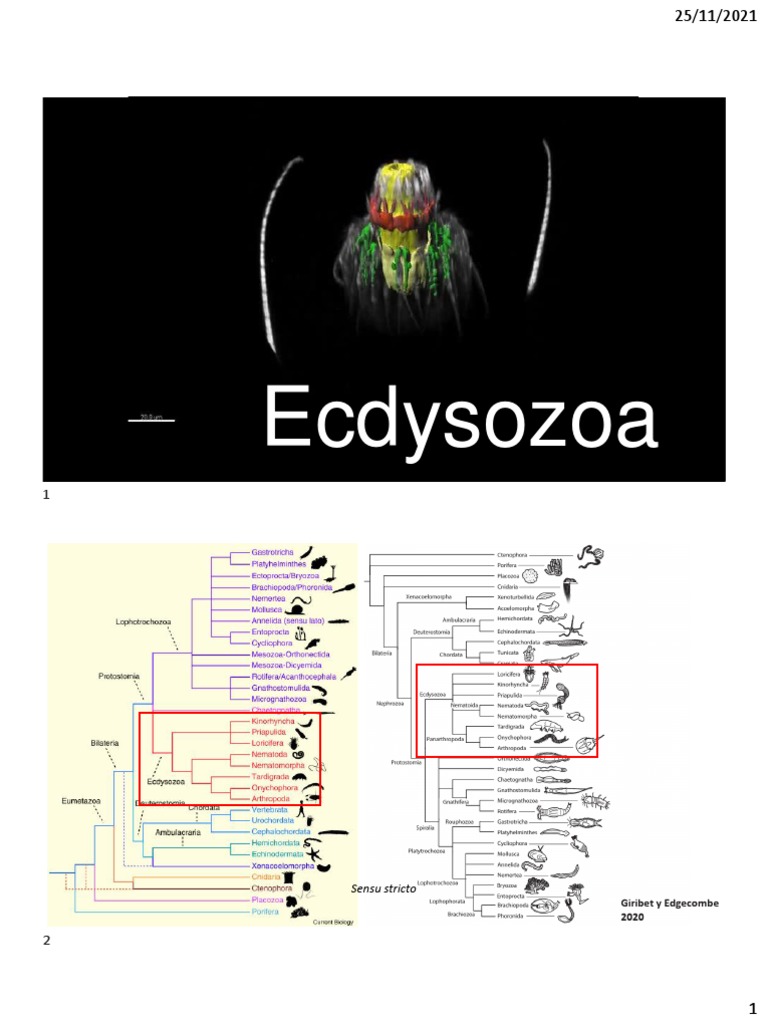 Ecdysozoa No Atrópoda | PDF | Nematodo | Organismos