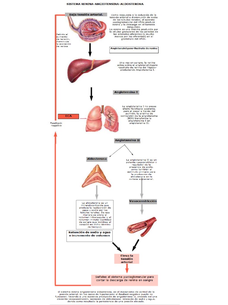 Sistema Renina Angiotensina Aldosterona | PDF