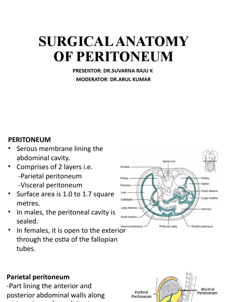 Surgical Anatomy of Peritoneum | PDF | Peritoneum | Digestive System