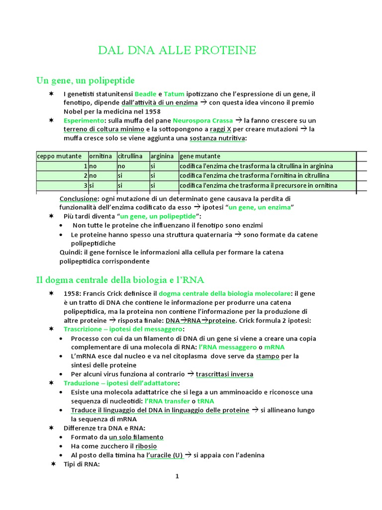 Dal Dna Alle Proteine | PDF