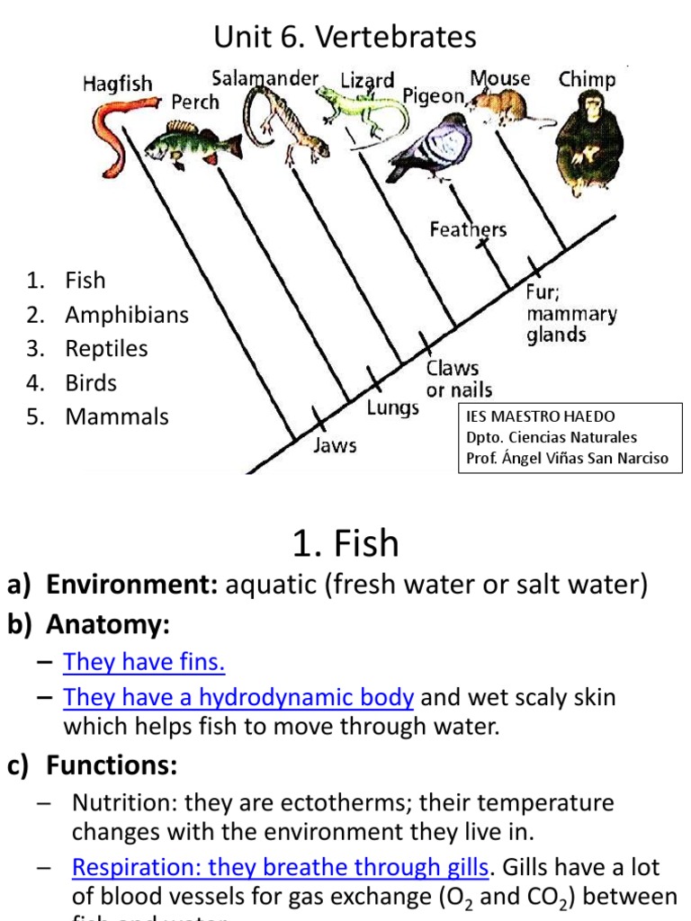 Unit 6. Vertebrates: 1. Fish 2. Amphibians 3. Reptiles 4. Birds 5 ...