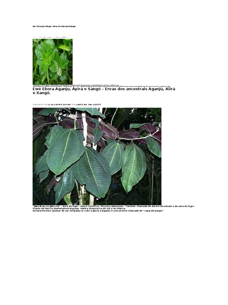 Ewe Orisa Aje Saluga - Compress | PDF | Plantas | Horticultura e jardinagem