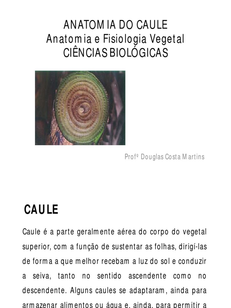 Anatomia Do Caule | PDF | Raiz | Morfologia (Biologia)