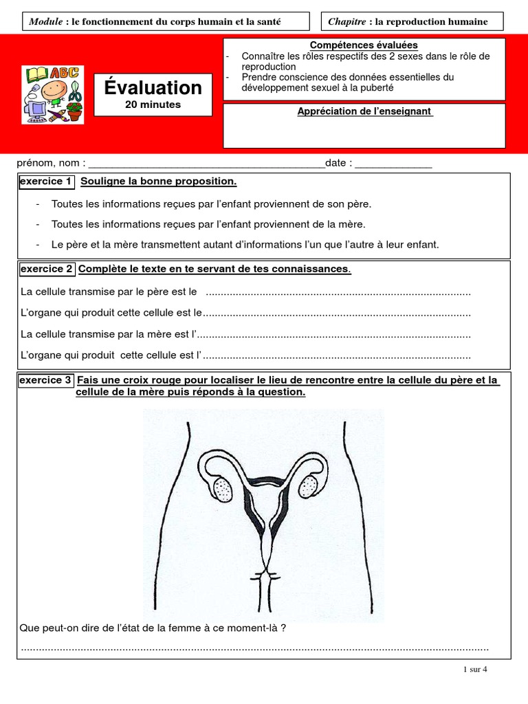 Évaluation sur la reproduction humaine CM2 | PDF | Grossesse ...