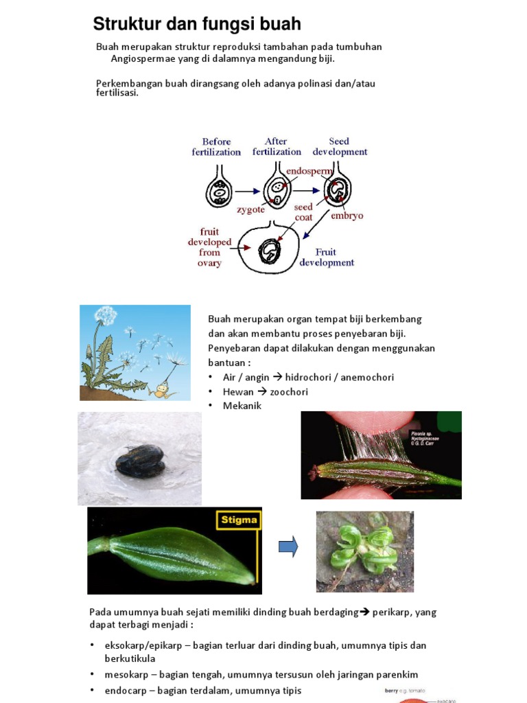Anatomi Buah Dan Biji | PDF | Sains & Matematika