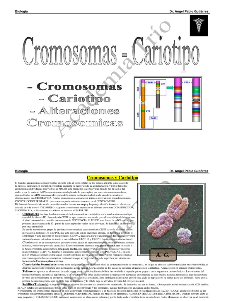 03-Cromosomas y Cariotipo | PDF | Cromosoma | Cariotipo