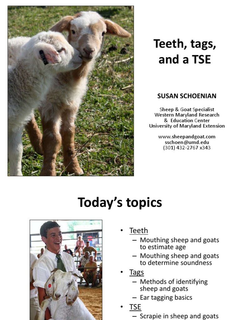 Teeth, tags, and scrapie identification | PDF | Sheep | Tooth