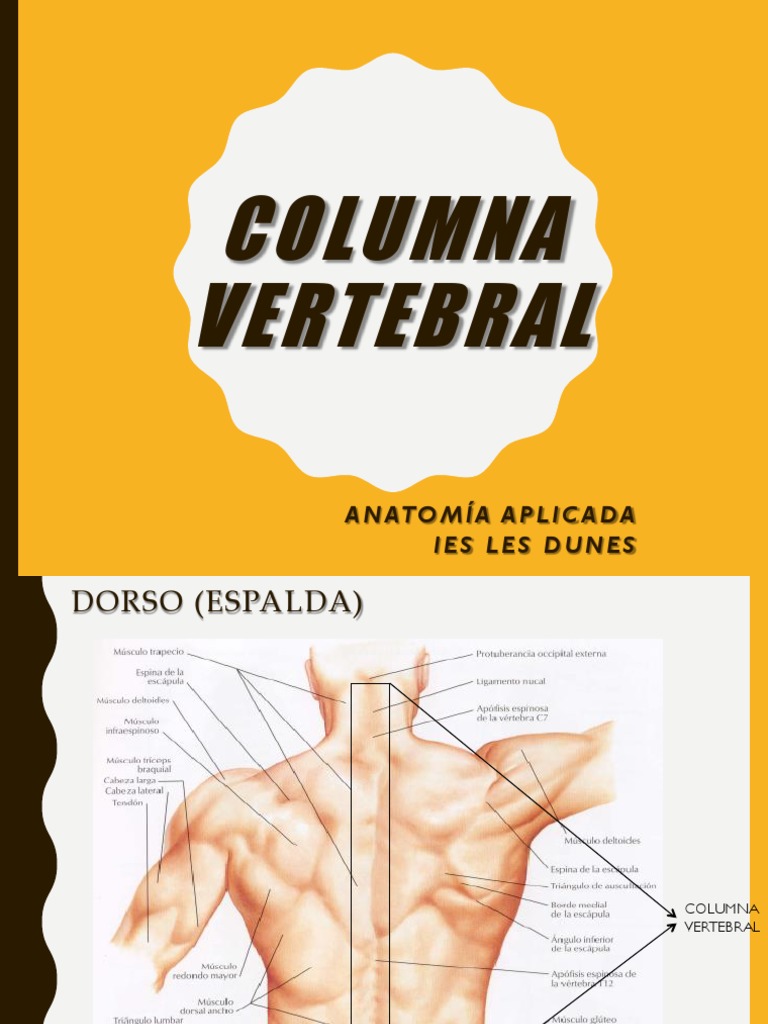 Anatomía de la Columna Vertebral | PDF | Vértebra | La columna vertebral