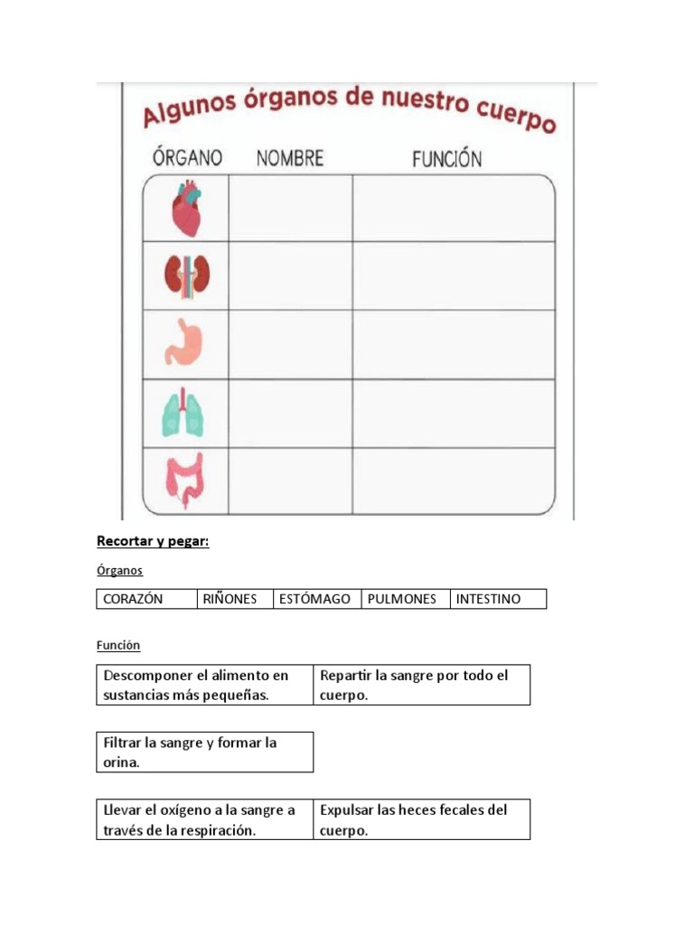 Órganos Del Cuerpo y Sus Funciones | PDF