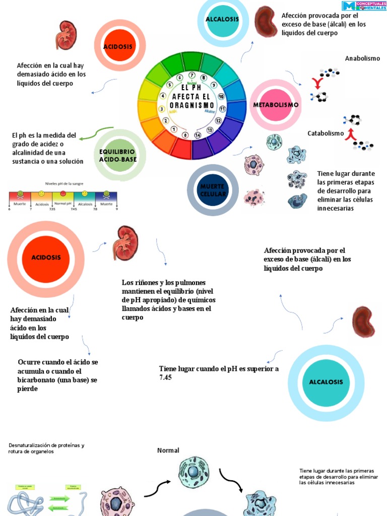 Mapa Mental Del PH | PDF | Ácido | Ph