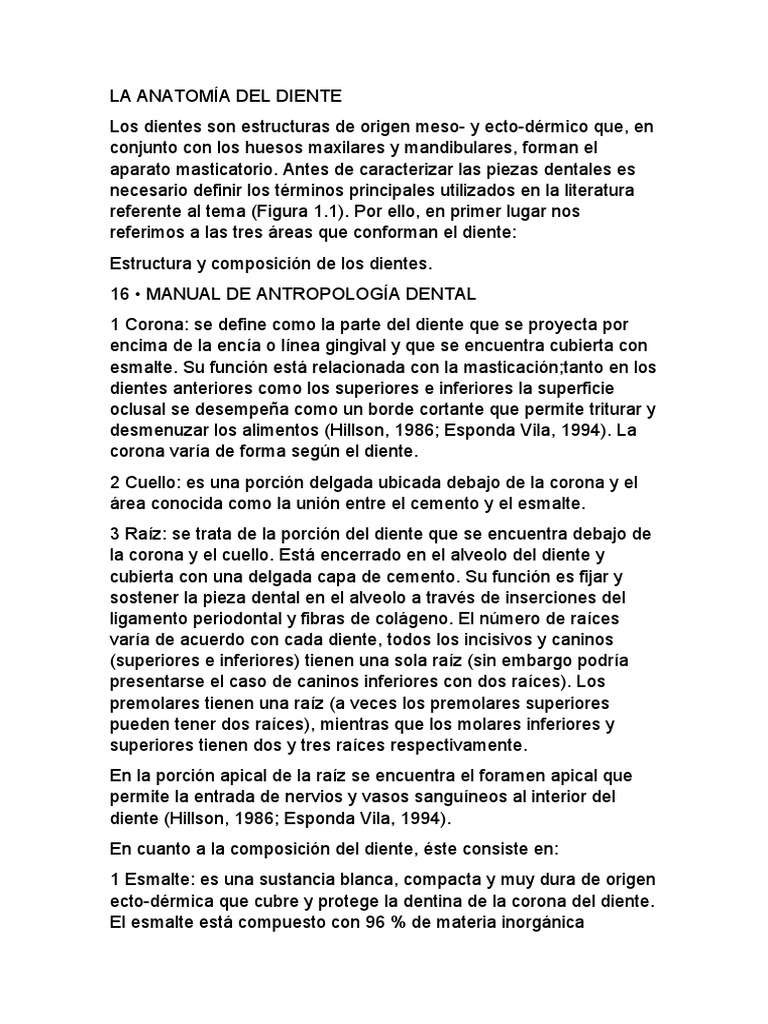 Anatomía del Diente: Estructura y Función | PDF | Diente | Odontología
