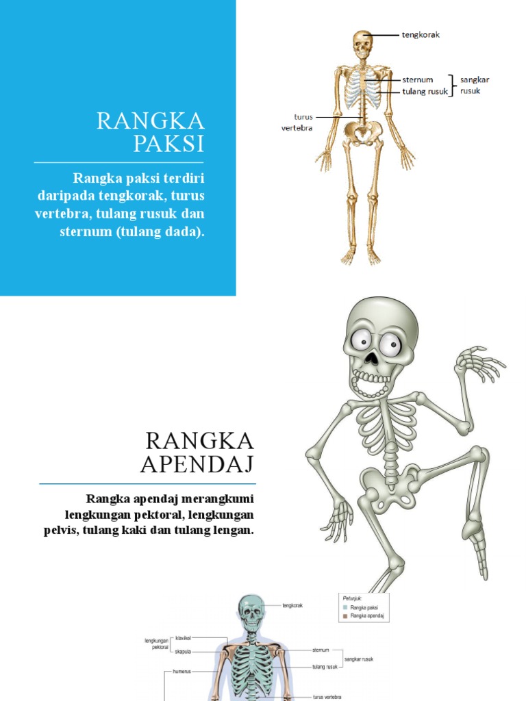 BIO T4 KSSM BAB 14 Tulang | PDF