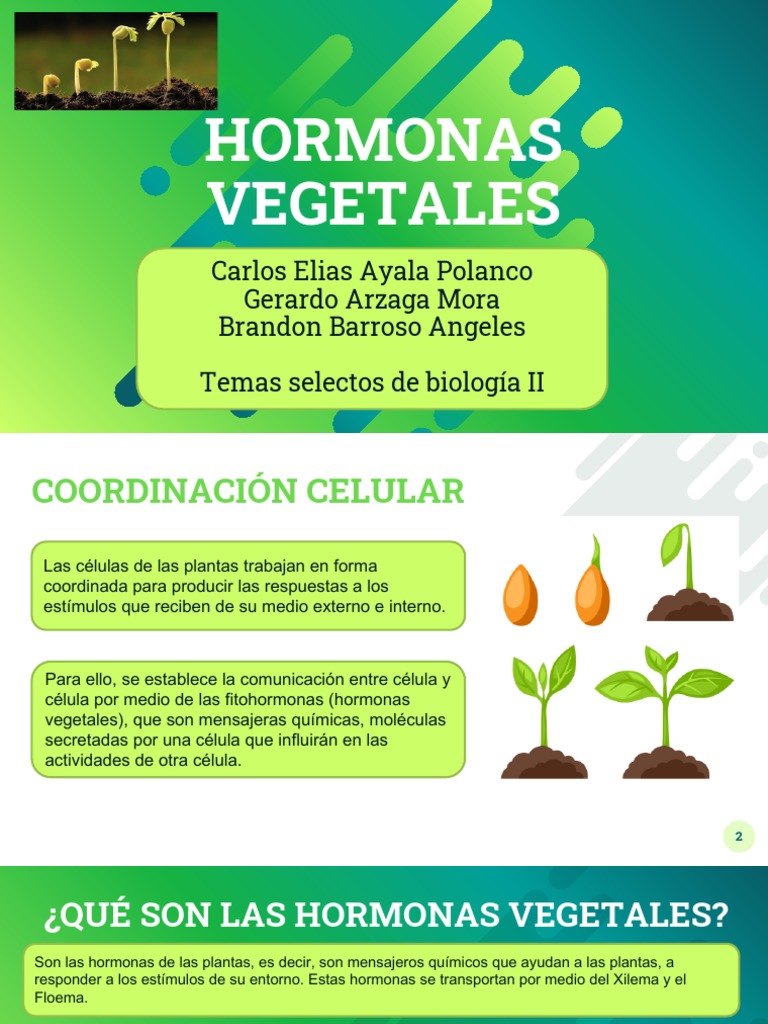 Hormonas Vegetales PDF | PDF | Auxina | Hormona Vegetal
