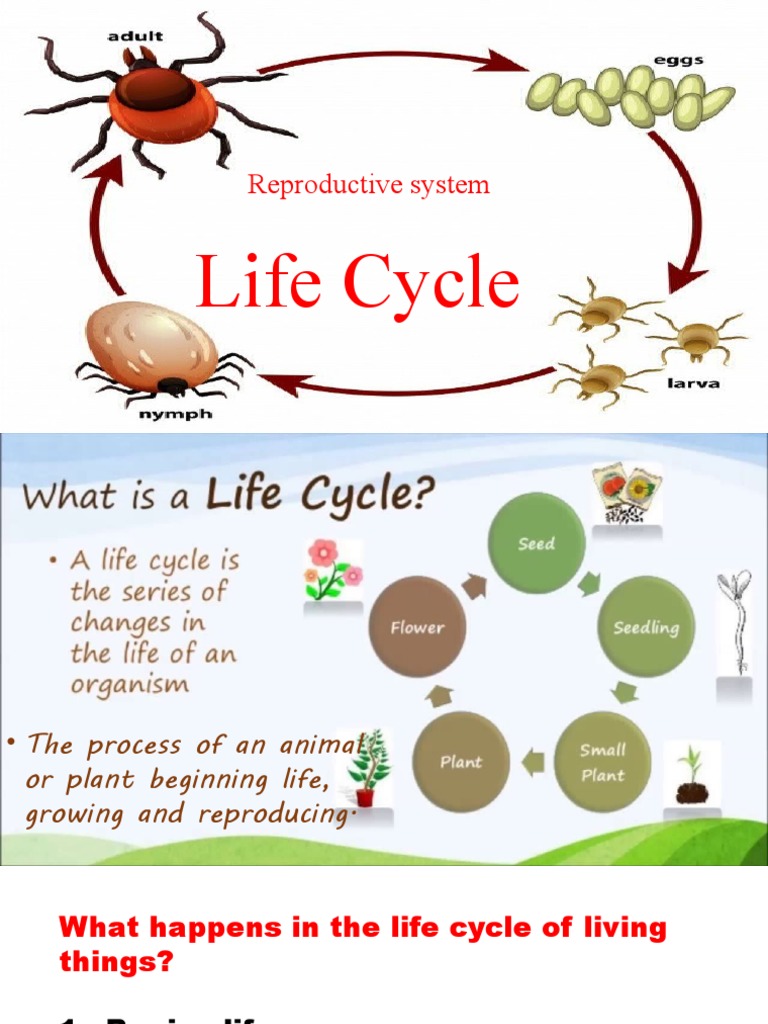 Life Cycle of An Animal | PDF | Wellness | Science & Mathematics