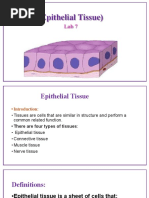 Chapt04 Lecture 12e Accessible | PDF | Epithelium | Connective Tissue