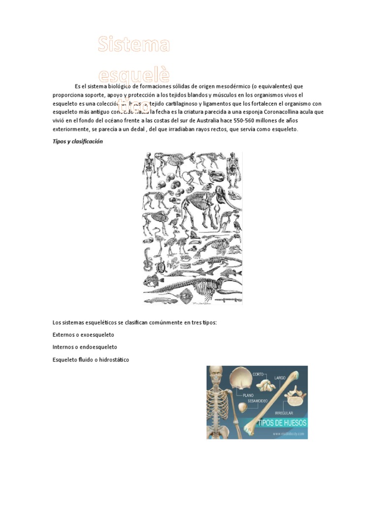 Es El Sistema Biológico de Formaciones Sólidas de Origen Mesodérmico | PDF