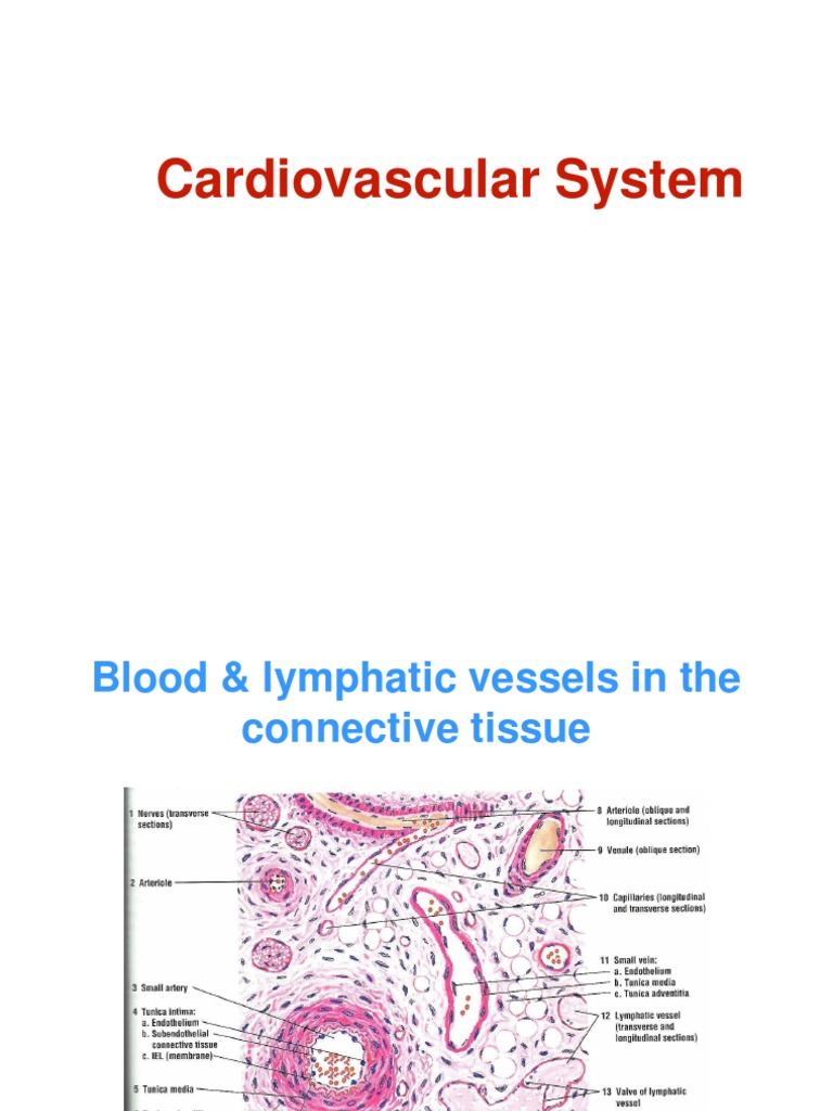 Cardiovascular System Notes | PDF | Artery | Capillary