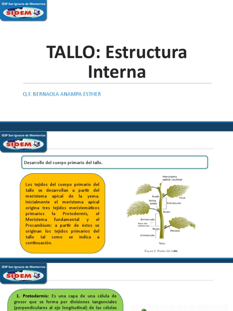 Clase 8 - Tallo Estructura Interna | PDF | Tallo de la planta ...