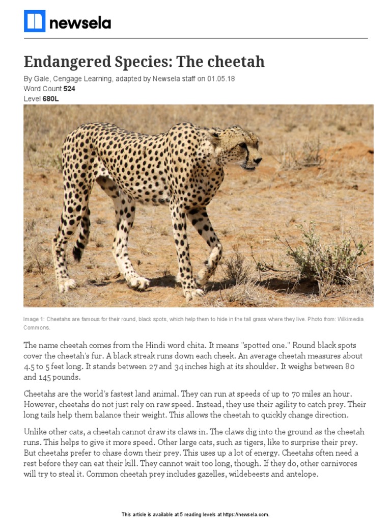 Endangered Species: The Cheetah | PDF | Mammals