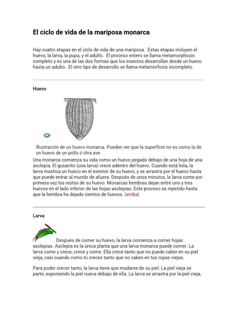 El Ciclo de Vida de La Mariposa Monarca | PDF | Larva | Huevo