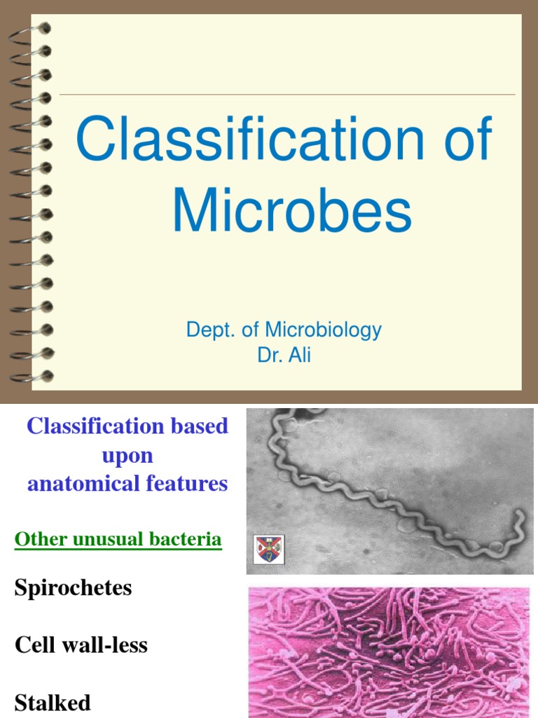 Classification of Microbes 3 D Class | PDF | Bacteria | Staphylococcus