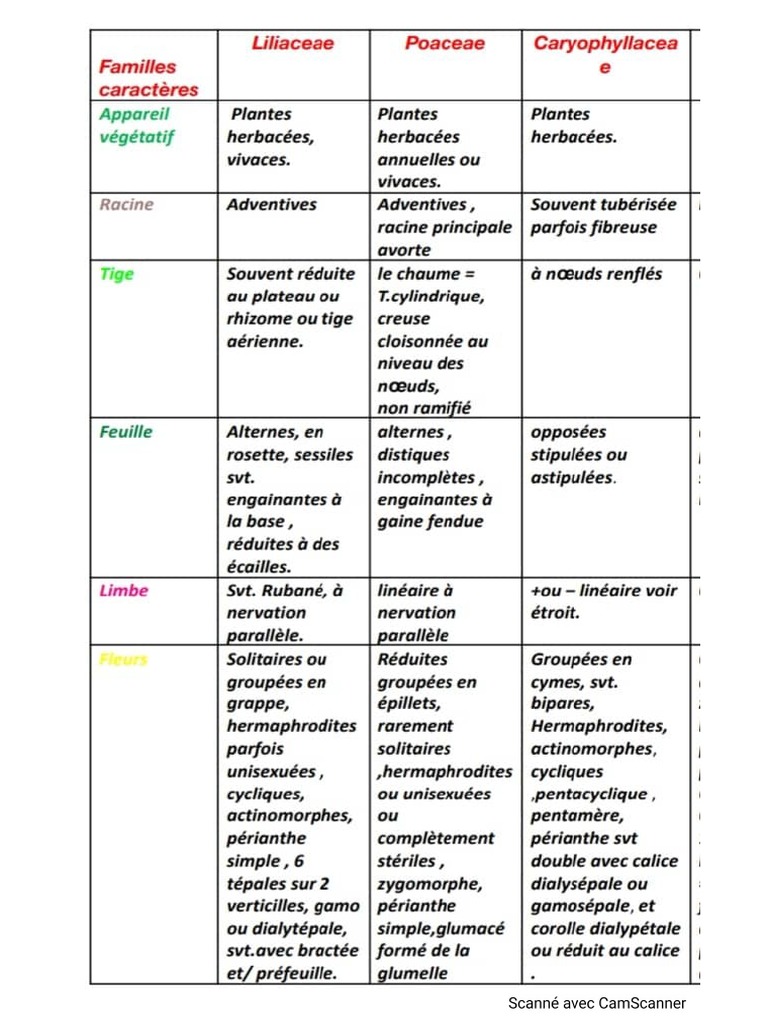 14 Familles Des Angiospermes | PDF