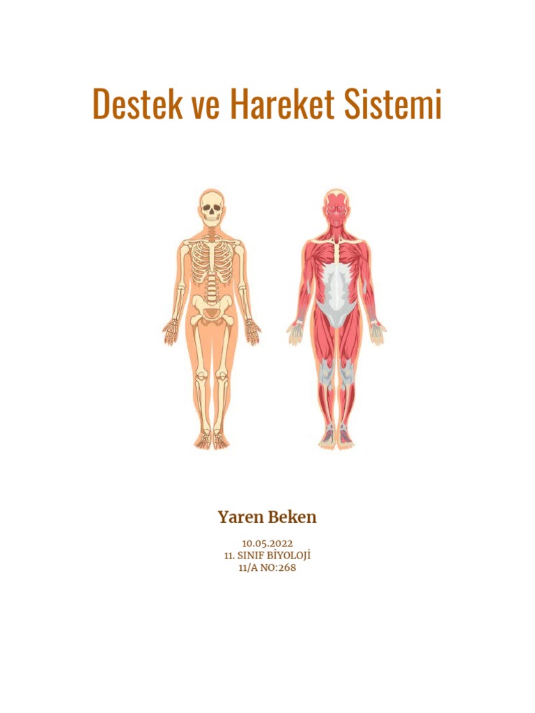 Iskelet Ve Kas Sistemi | PDF