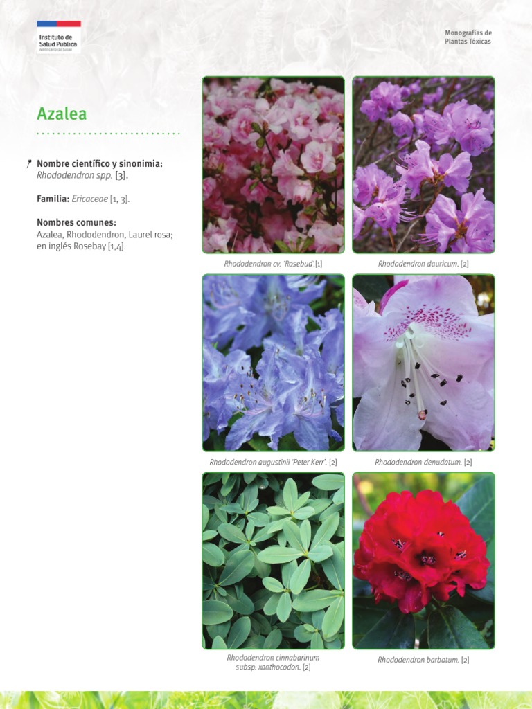 Azalea 30072021A | PDF | Especialidades Medicas | Medicina CLINICA
