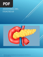 Anatomía del Conducto Pancreático | PDF | Páncreas | Digestión