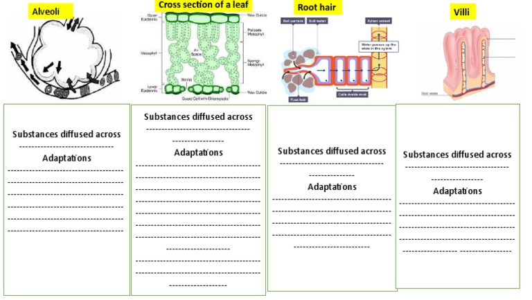 Diffusion Worksheet | PDF