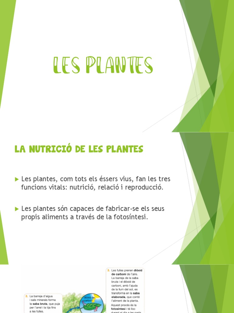 Les Plantes | PDF