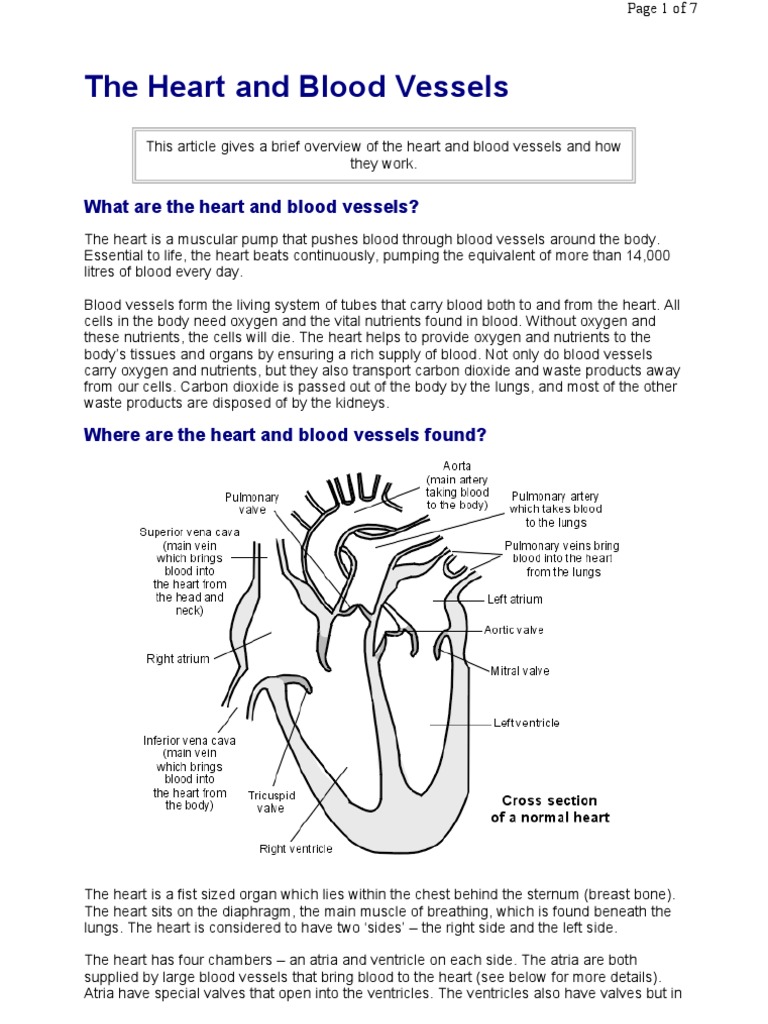 What Are The Heart and Blood Vessels? | PDF | Artery | Heart