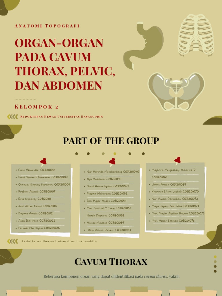 Organ Organ Yang Terdapat Pada Cavum Thorax, Cavum Pelvic Dan Cavum ...