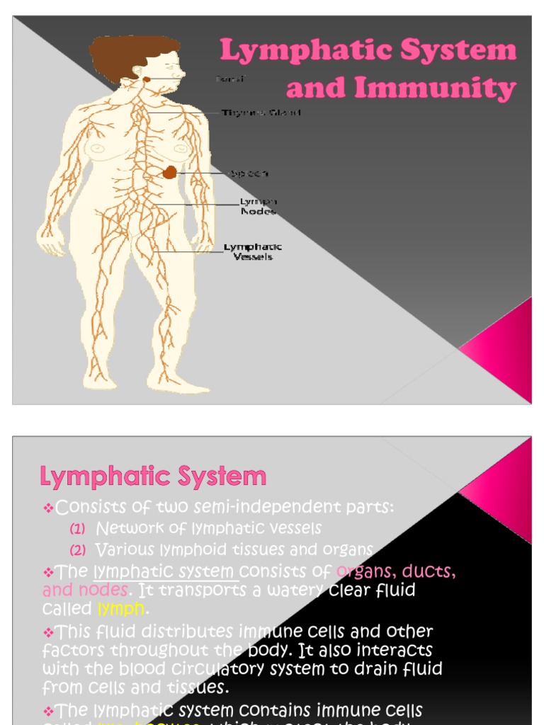 Lymphatic System | PDF | Lymphatic System | Lymph Node