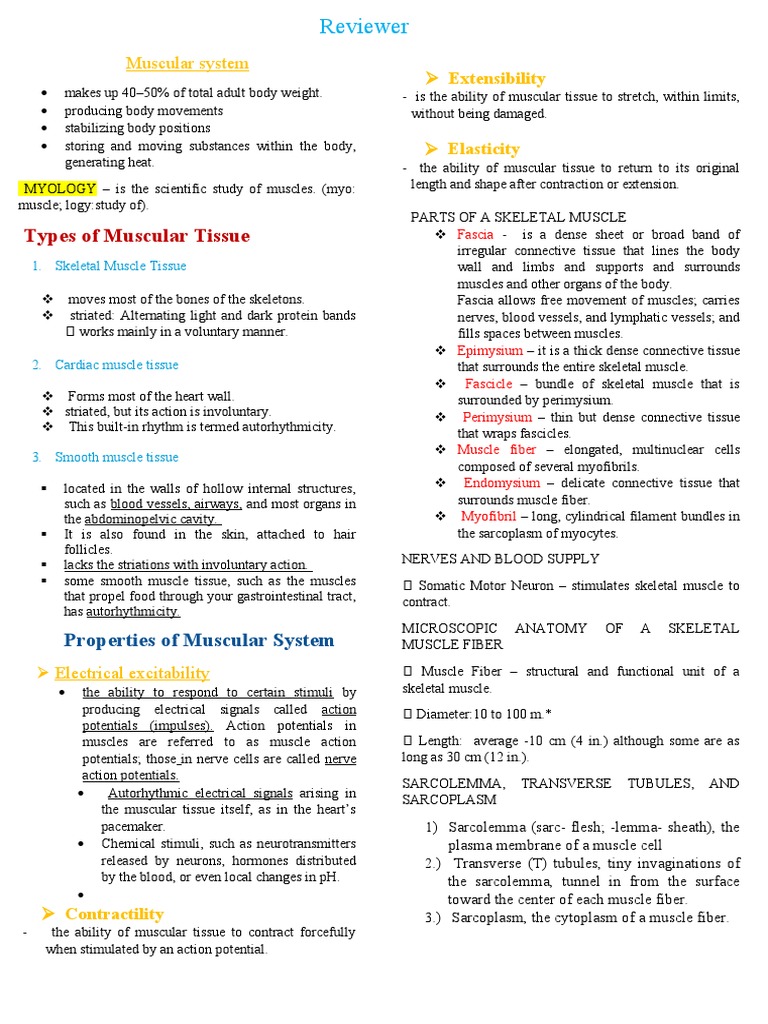 Muscular System Reviewer | PDF | Skeletal Muscle | Cardiac Muscle