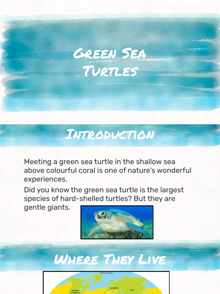 Green Sea Turtle Information Report | PDF